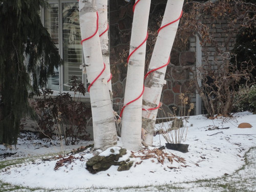 Removing one birch tree from a clump