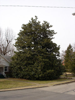 Victoria or Edith Bogue or...