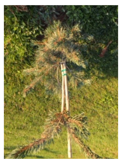 Problems with Blue Angel Japanese White Pine | Houzz Forum