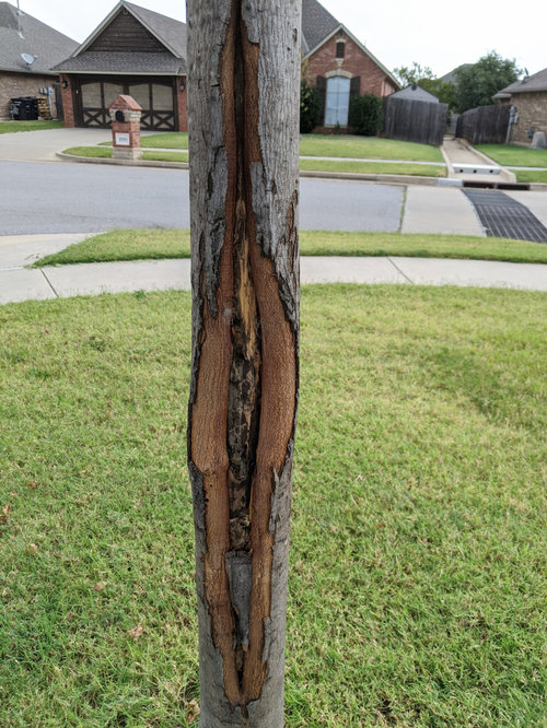 Sun scald and early leaf loss on Autumn Blaze maple tree