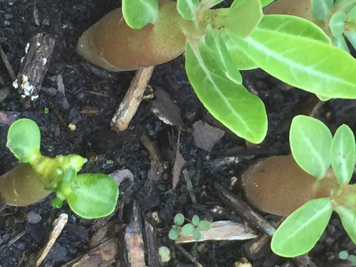 Is this the smallest leaves you have ever seen?