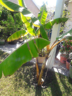 Pisang Ceylon