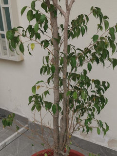 Practical tips for pruning ficus trees