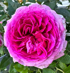 New Kordes rose here! "Raspberry Cupcake" aka KORcarmsis