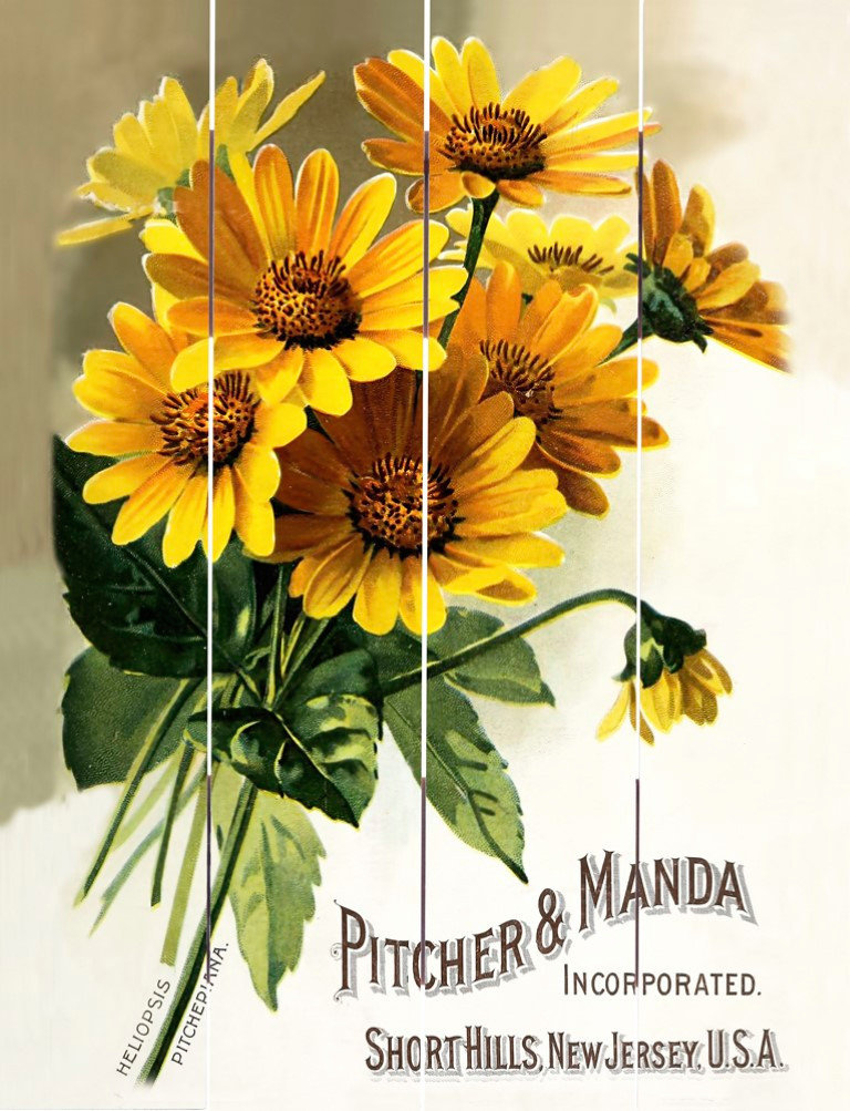 Pitcher & Manda Heliopsis Pallet Art - Farmhouse - Prints And Posters ...