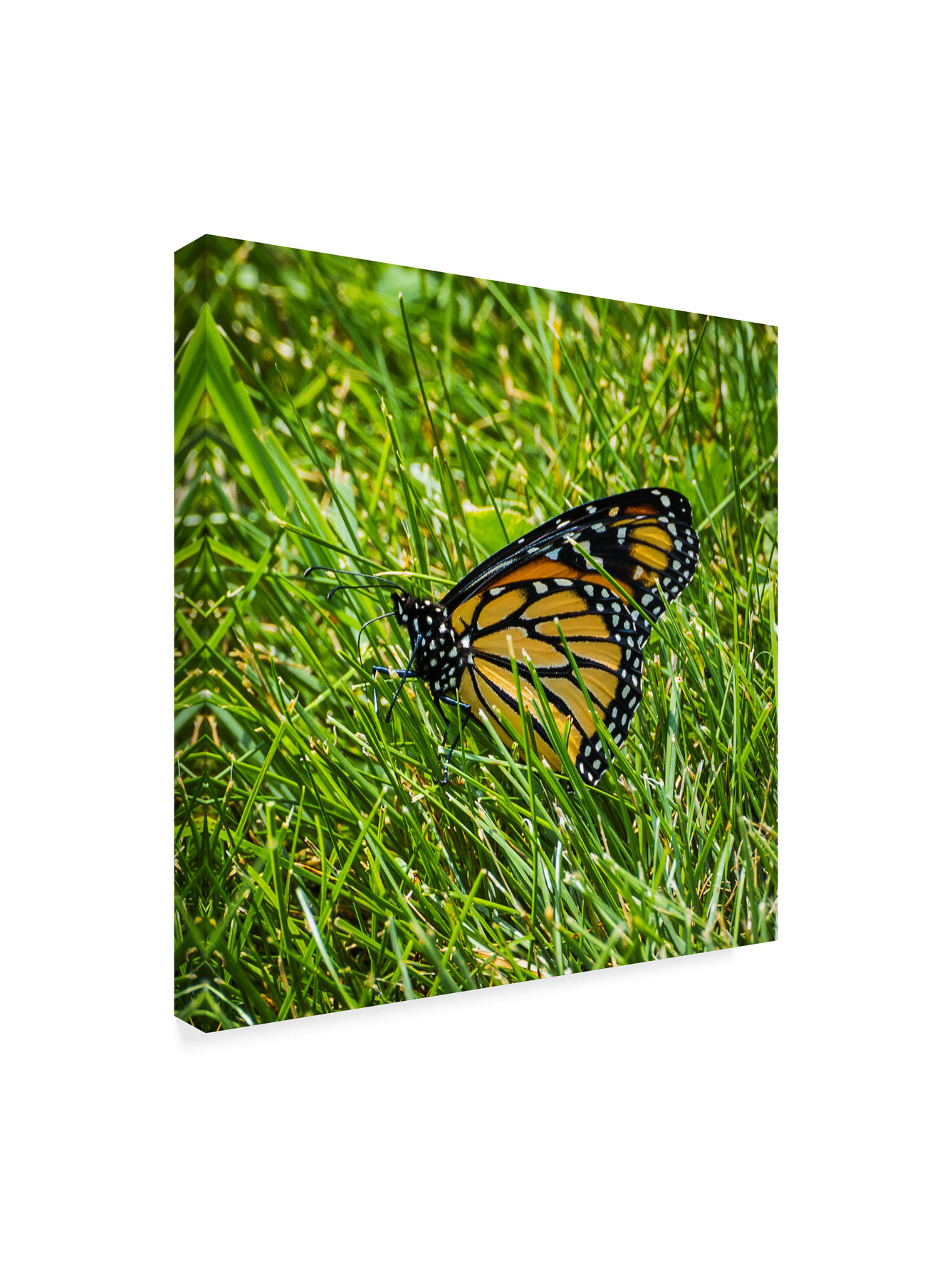 Brenda Petrella Photography Llc 'Monarch Orange' Canvas Art, 14"x14 ...