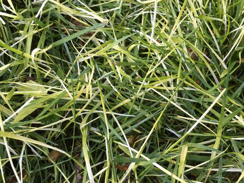 Light colored grass everywhere