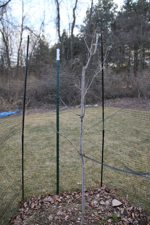 Is it possible to establish a leader on this tree?