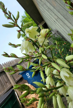 Using an Adam's Needle yucca in a garden, would love to see pics!