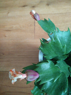 Christmas Cactus Seed Pods