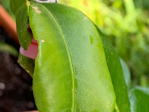 Kaffir Lime - Sick leaves