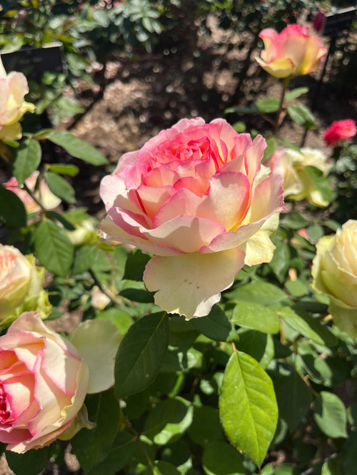 Does anyone grow Euphoria rose?