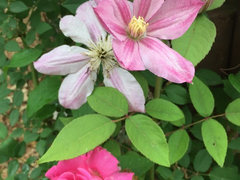 2019 Clem flower show