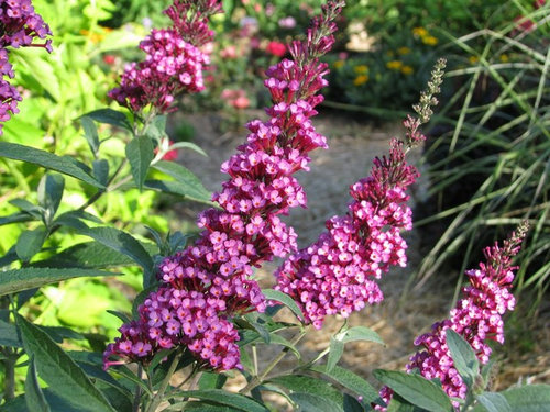 Buddleia 'Buzz Hot Raspberry'