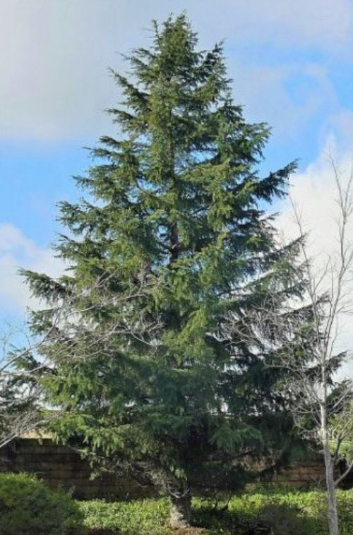 Cedar Cultivars