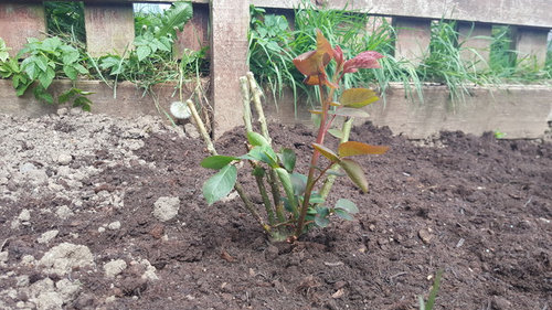 Roses not growing please help