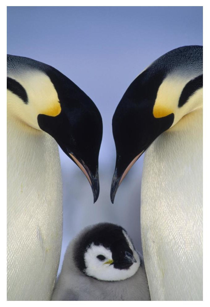 "Emperor Penguin Parents Greeting Chick, Atka Bay" Wall Art, 34"x50 ...