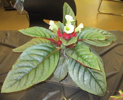 Sinningia Propagation