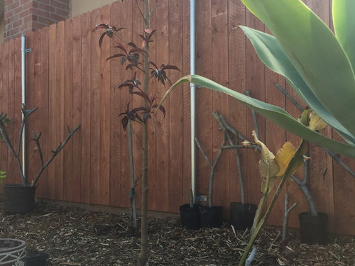 Spice Z nectaplum pruning.