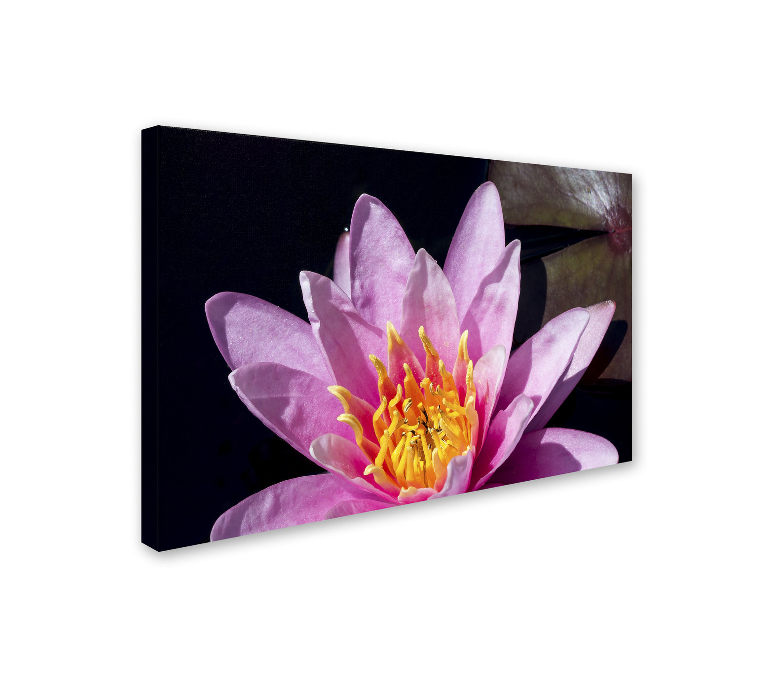 Kurt Shaffer 'Pink Water Lily' Canvas Art, 12x19 - Traditional - Prints ...