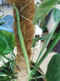 Monstera deliciosa - is this scale?