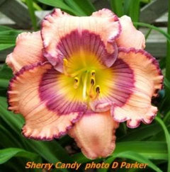 Sherry Candy and Special Ovation?