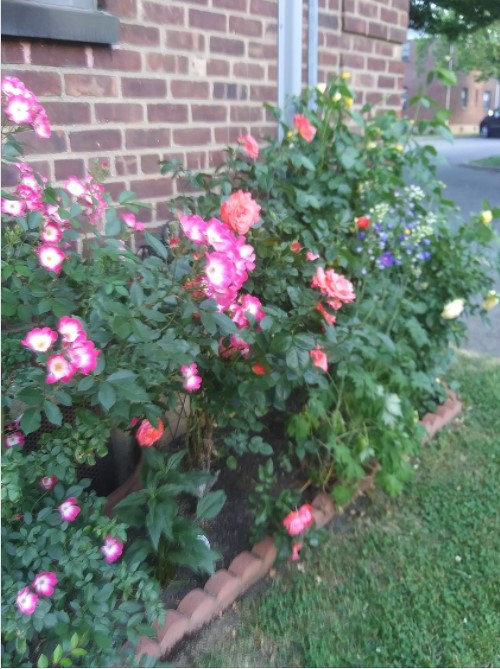 Photos of roses this seasons roses!