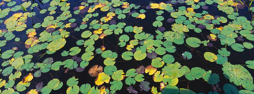 Lily Pads Floating on Water Heron Marsh Panoramic Fabric Wall Mural, 24 ...