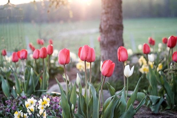 Photo Gallery: Spring Gardens Bring a Blooming Bonanza