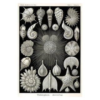 Thalamophora Print, 20" x 30" - Contemporary - Prints And Posters - by ...