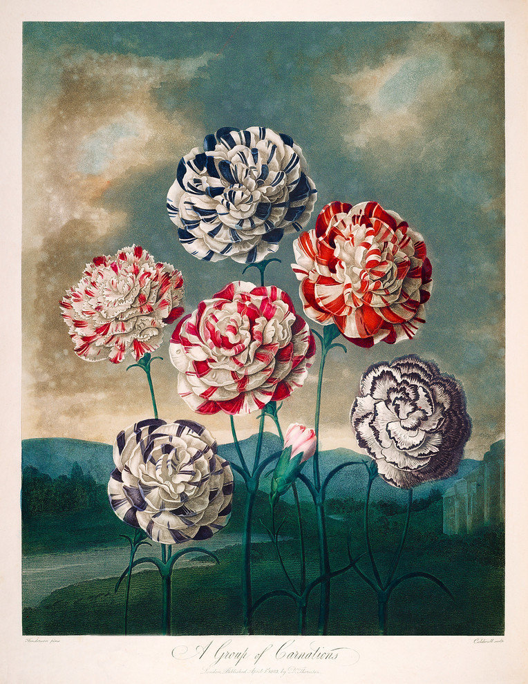 A Group of Carnations Print, 20" x 30" - Contemporary - Prints And ...