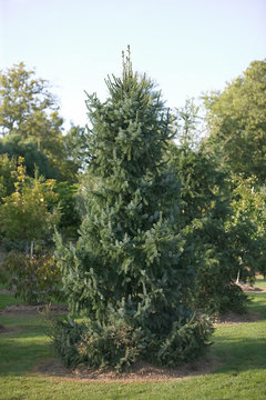 Picea Omorika Riverside