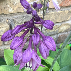 Hosta V 2022 .........................