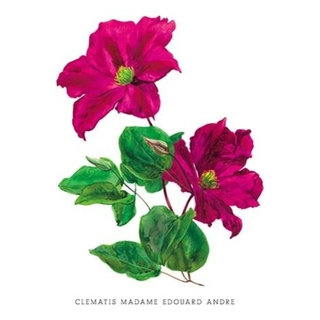 Clematis Madame Edouard Andre, 20" x 30" - Traditional - Prints And ...