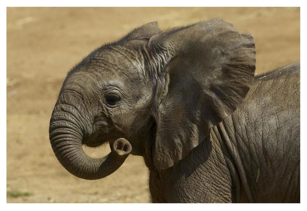 African Elephant Calf Portrait, Native To Africa-Paper Art, 24"x36 ...