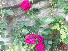 Thoughts on Falstaff rose? Vs Heathcliff rose?