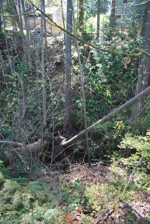 Want to utilize steep ravine in back yard