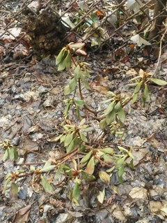 First Winter - Azalea Damage | Houzz Forum
