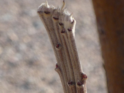 Distorted new growth tip?