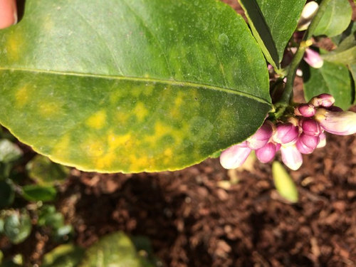 Yellow spots on Meyer lemon leaves