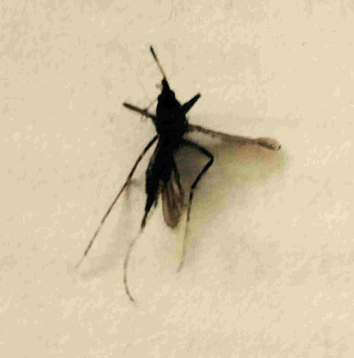 Please ID this large, pesky fly