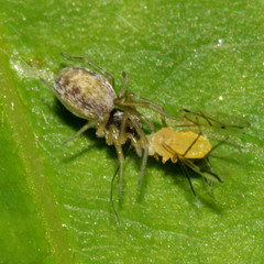Do spiders eat aphids?