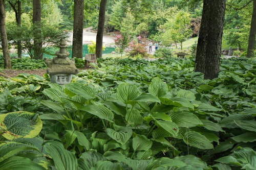 Photos from Midwest hosta convention