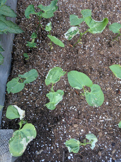 Bush bean help. Seedlings wilting