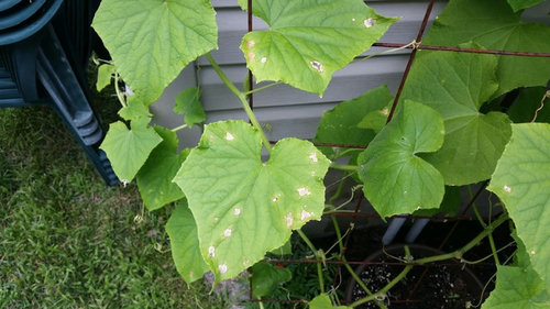 Cucumber leaves getting burned?? | Houzz Forum