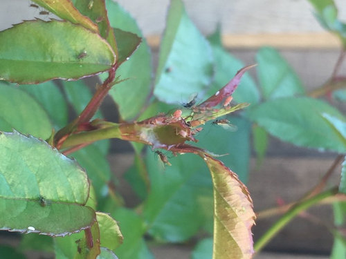 WHAT IS ON MY ROSE???? These bugs look very gross, warning