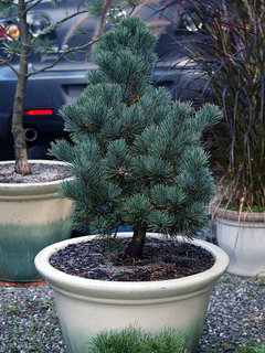Bristlecone pine - Pinus Longaeva