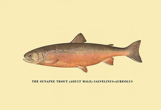 The Sunapee Trout, 12" x 18" - Prints And Posters - by Buyenlarge Inc ...