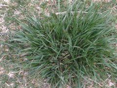 Clumps of "other" grass in my lawn. Best way to get rid of?