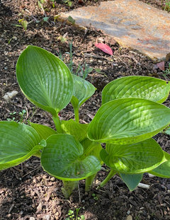Hosta C 2023 .............................